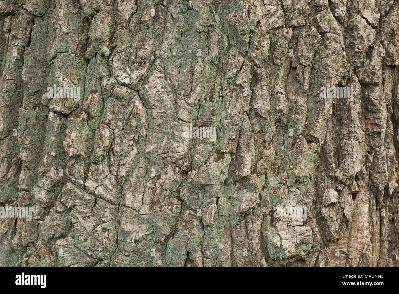 Natural forest background macro hi-res stock photography and images - Alamy