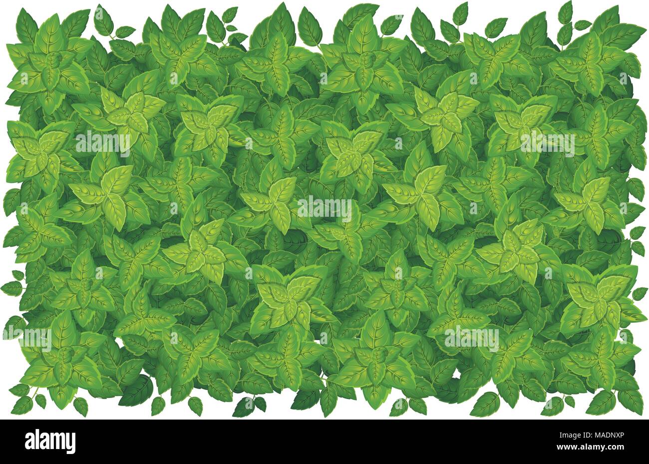 Horizontal pattern of green leaves. Various shapes of leaves of trees ...