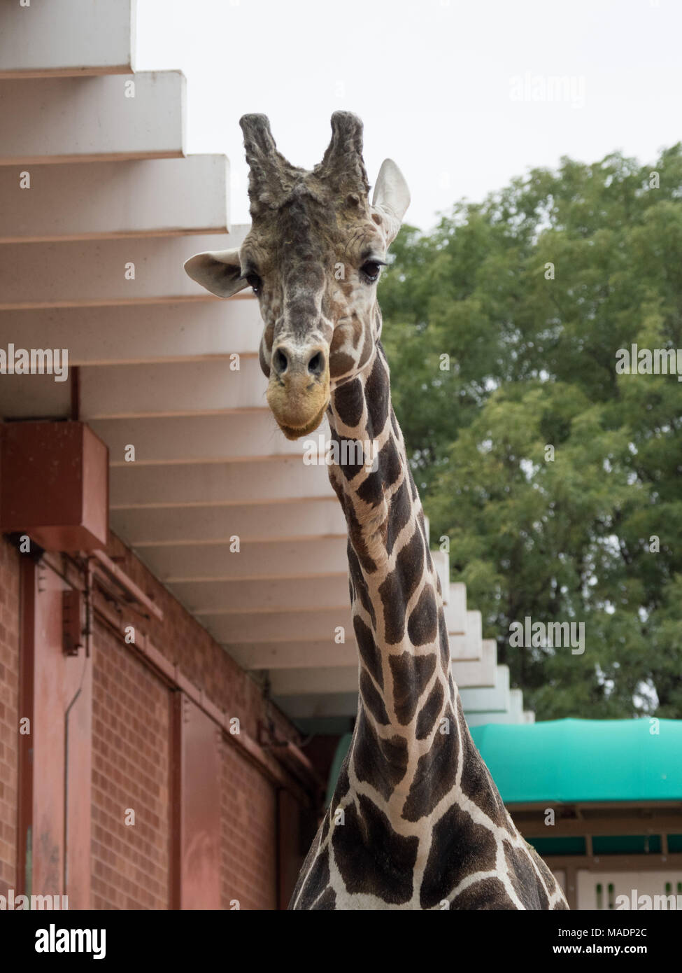 Baby giraffe standing hi-res stock photography and images - Alamy