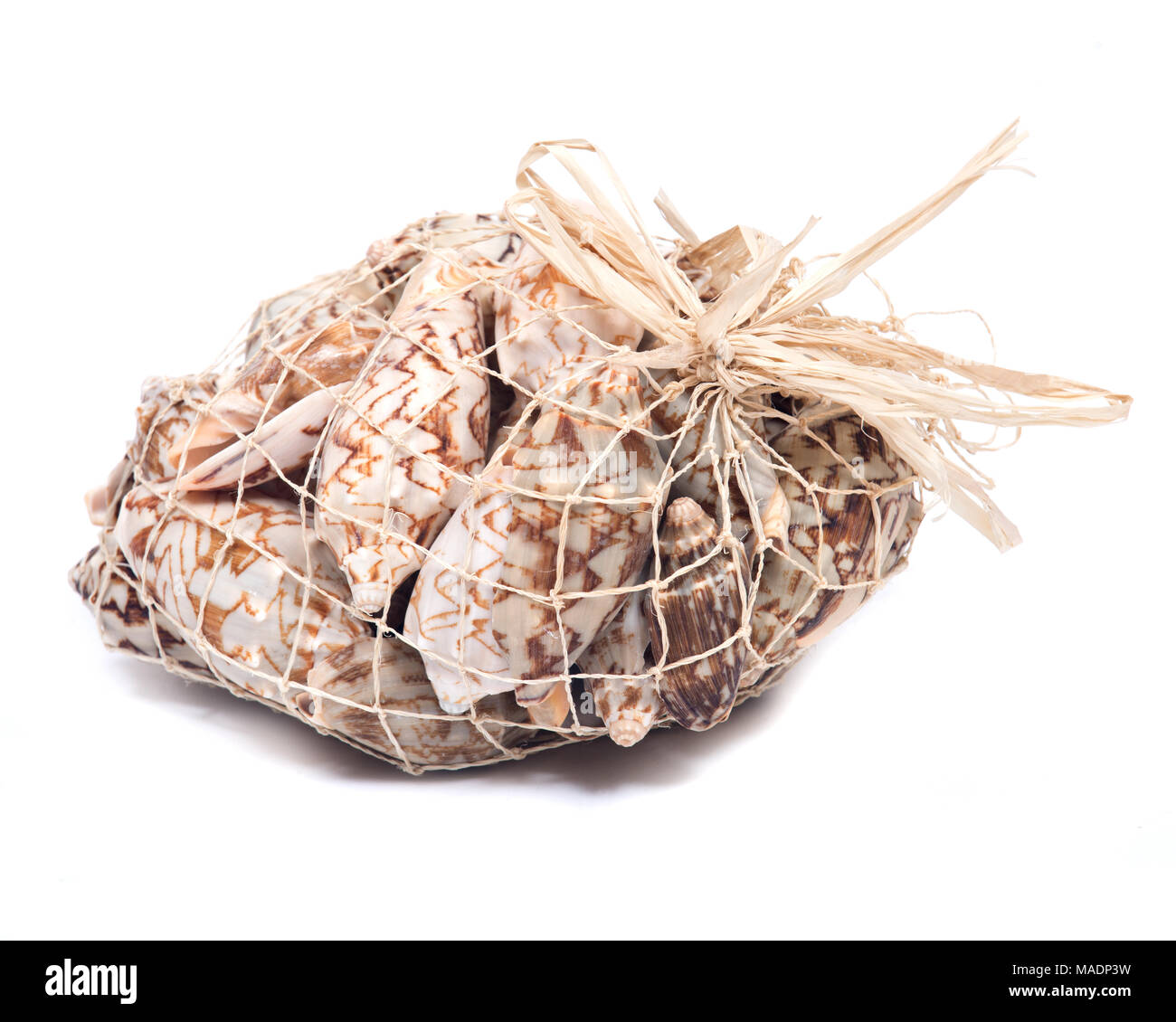 Decorative bag of bat volute sea shell, cymbiola vespertilio, volutidae ...