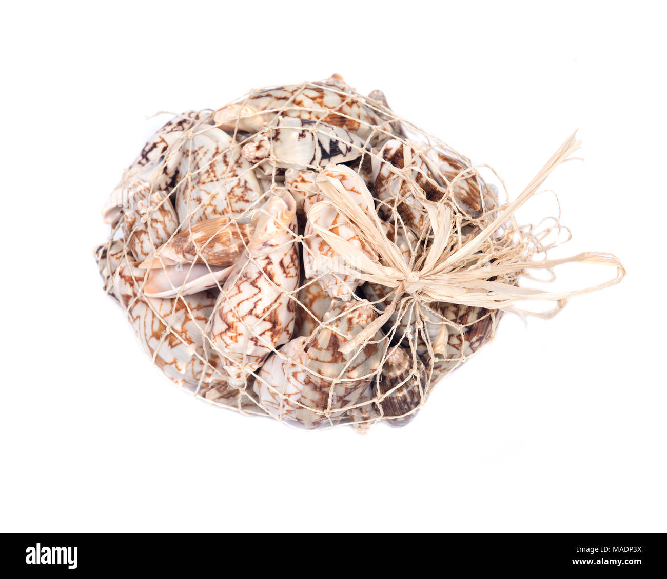 Decorative bag of bat volute sea shell, cymbiola vespertilio, volutidae ...