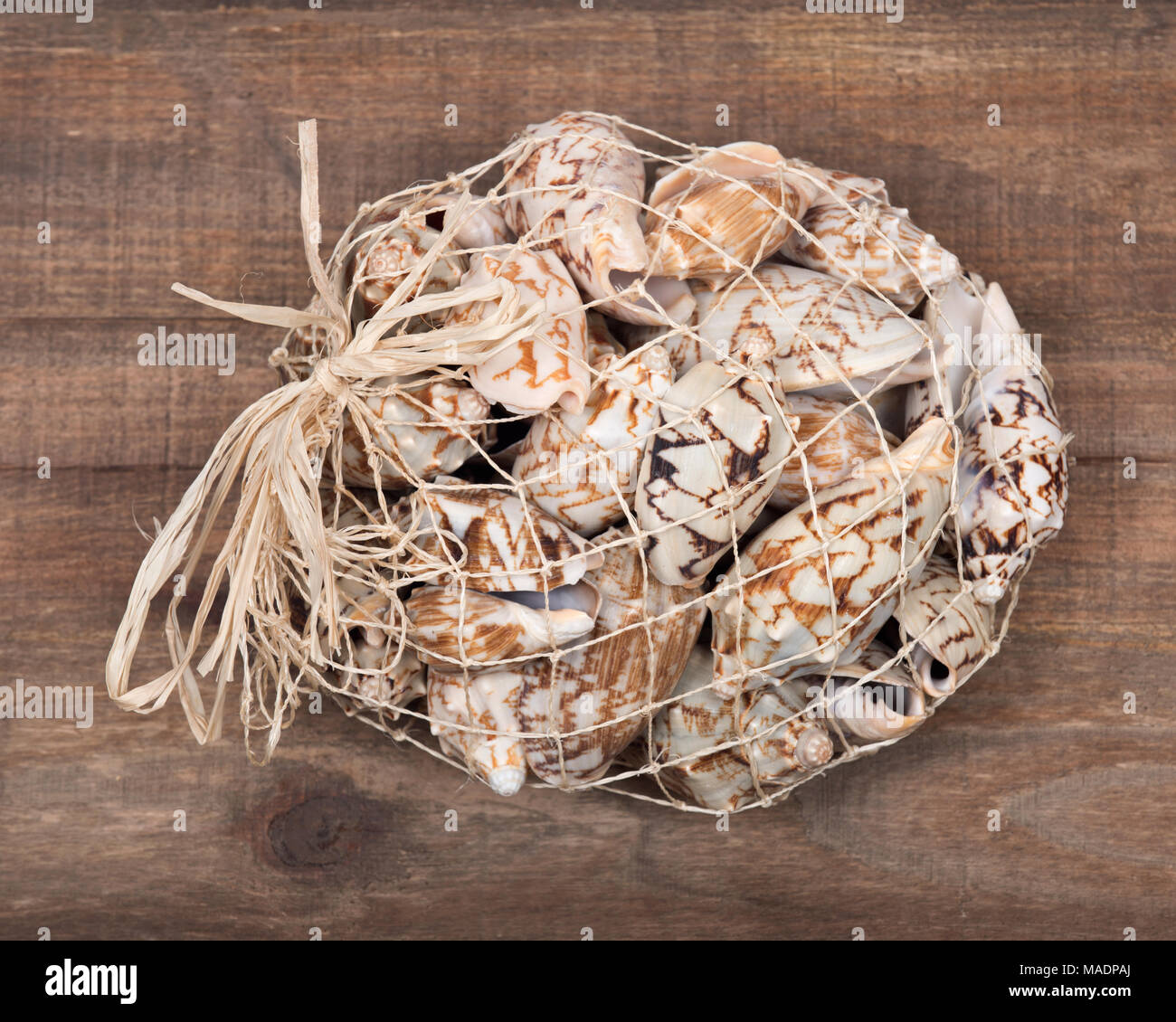 Decorative bag of bat volute sea shell, cymbiola vespertilio, volutidae ...