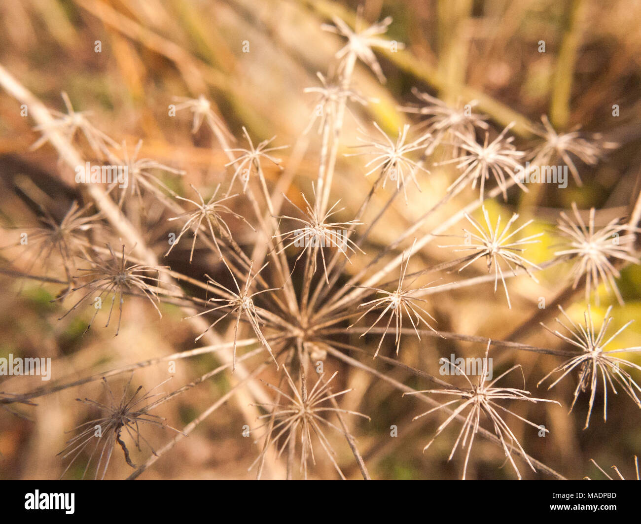 close up dead plant stem pretty arrangement nature; essex; england; uk ...