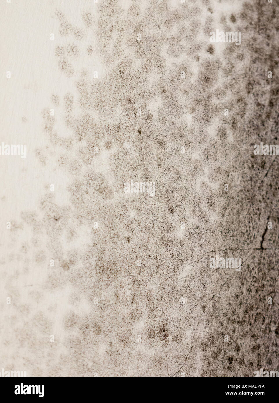 close up texture of mould fungus black spotted growing on wall white ...