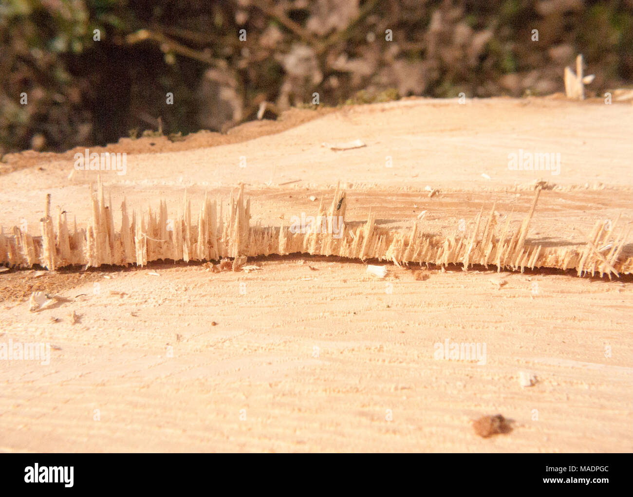 close up split cut section of wood tree stump macro detail; essex ...