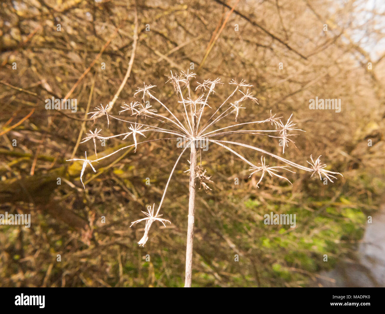 close up dead plant stem pretty arrangement nature; essex; england; uk ...