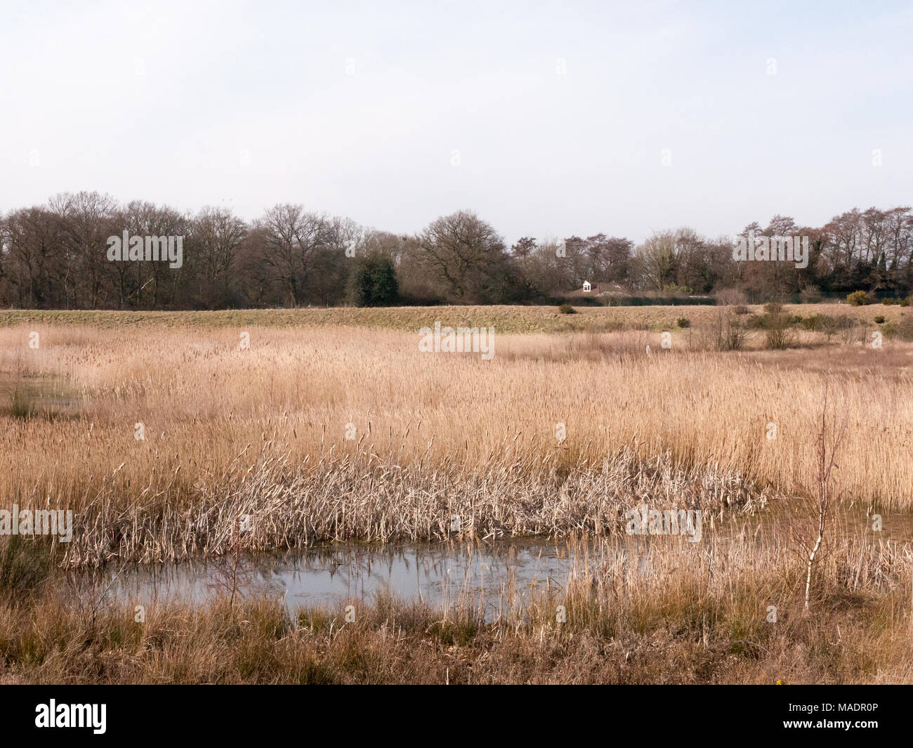 close up view of lake golden reeds nature landscape reserve; essex ...