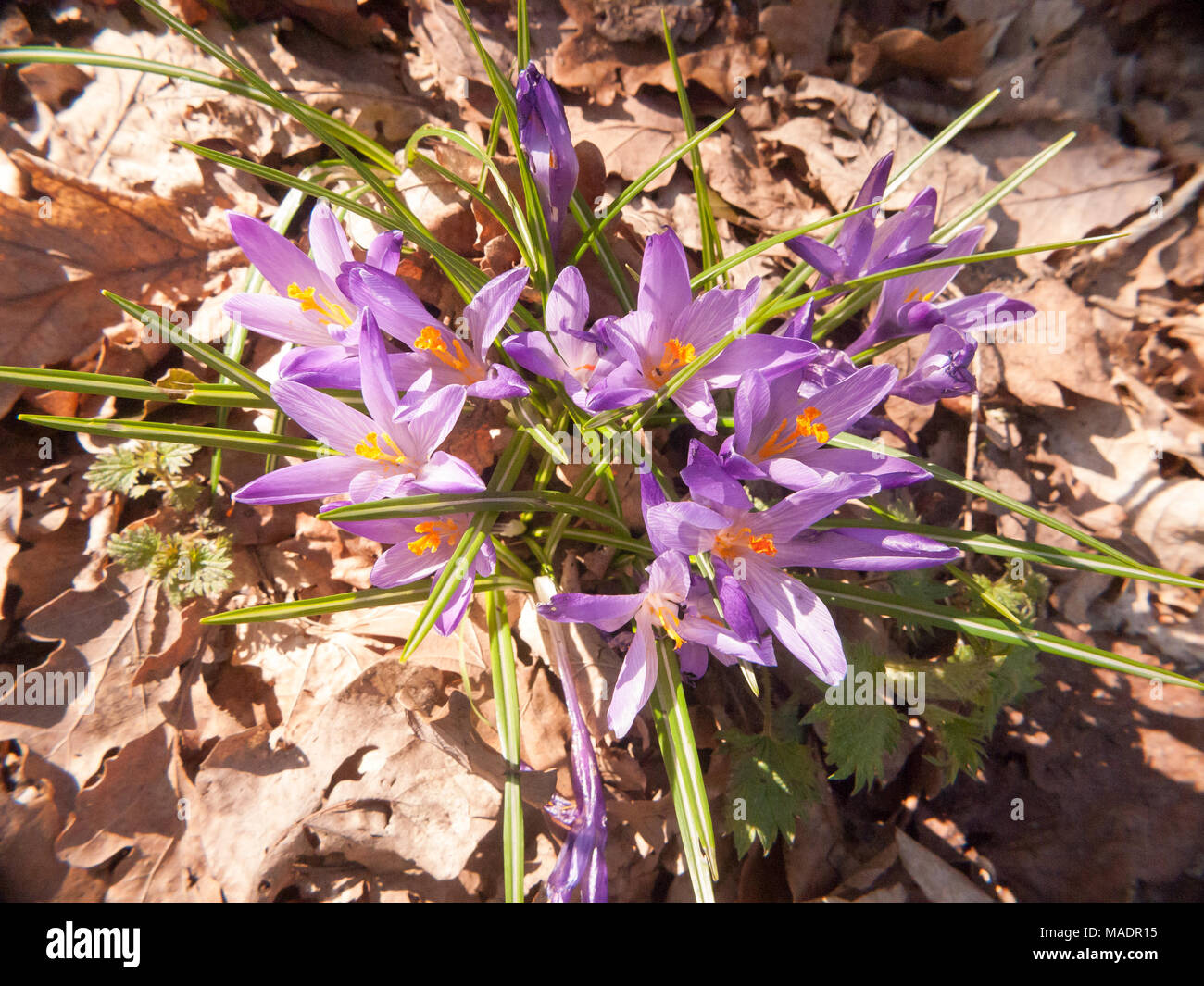 many purple and orange crocus flower on floor ; essex; england; uk ...