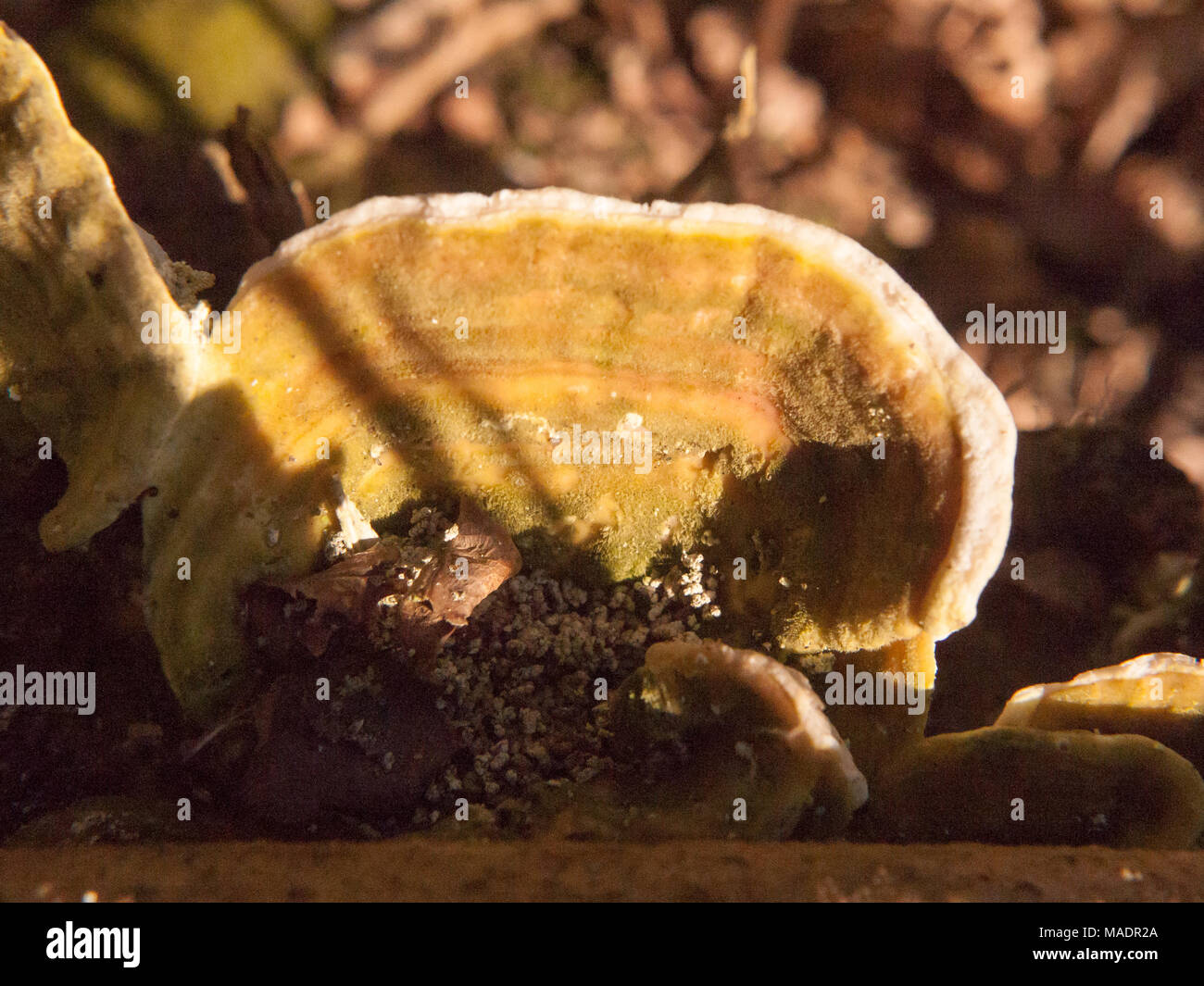 Fungus On Dead Tree Stump High Resolution Stock Photography and Images ...