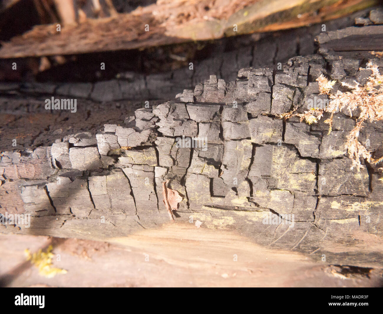 close up black texture of burnt charred tree stump forest charcoal ...