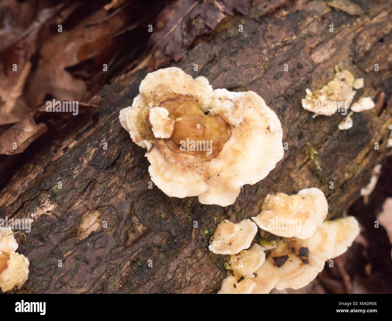 white bracket moss lichen fungus fungi growing on wood bark stump damp ...