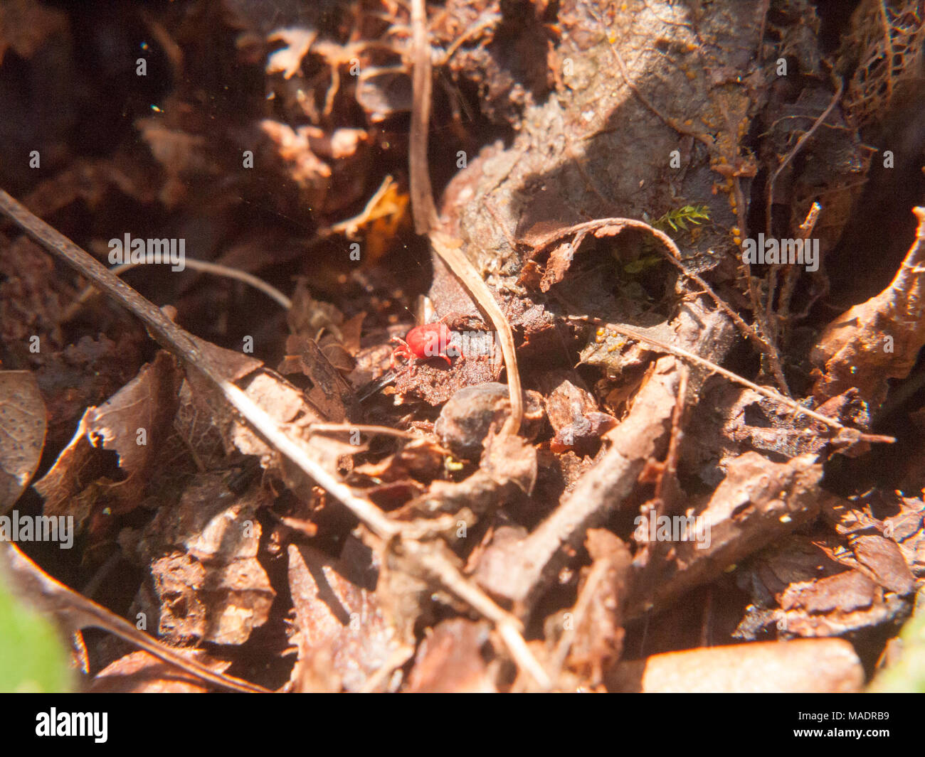 small red beetle on forest brown autumn floor spring; essex; england ...