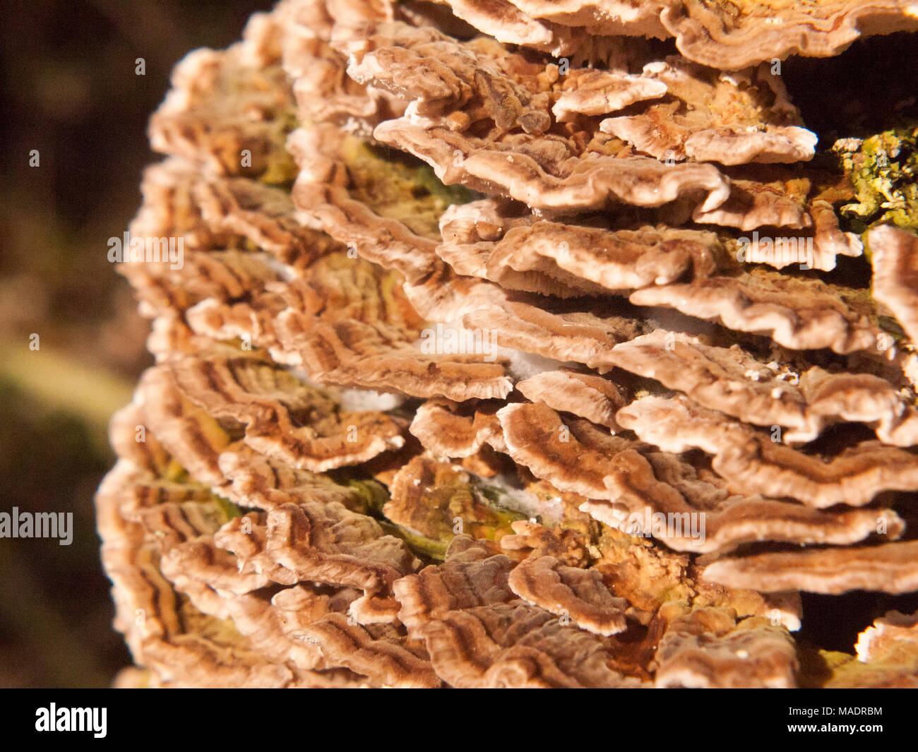 Close Up Macro Of Growing Bracket Fungus Fungi Outside Nature Tree Wood