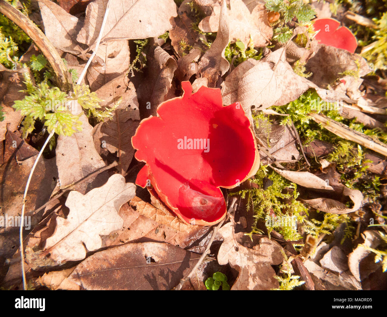 Scarlet elf cap mushroom uk hi-res stock photography and images - Alamy