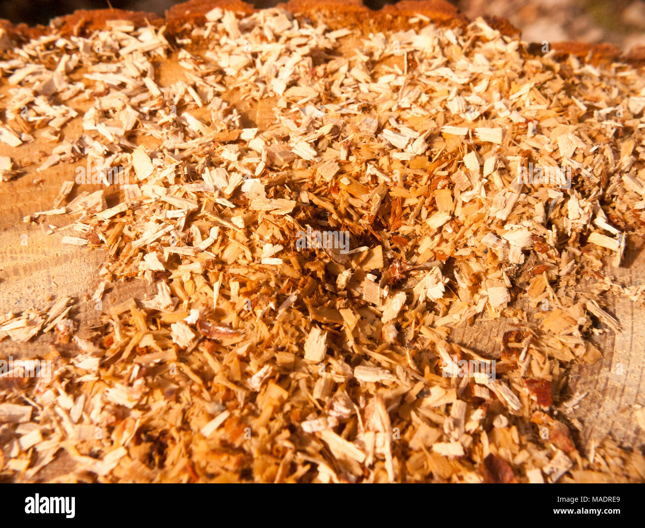 Newly cut tree stump hi-res stock photography and images - Alamy