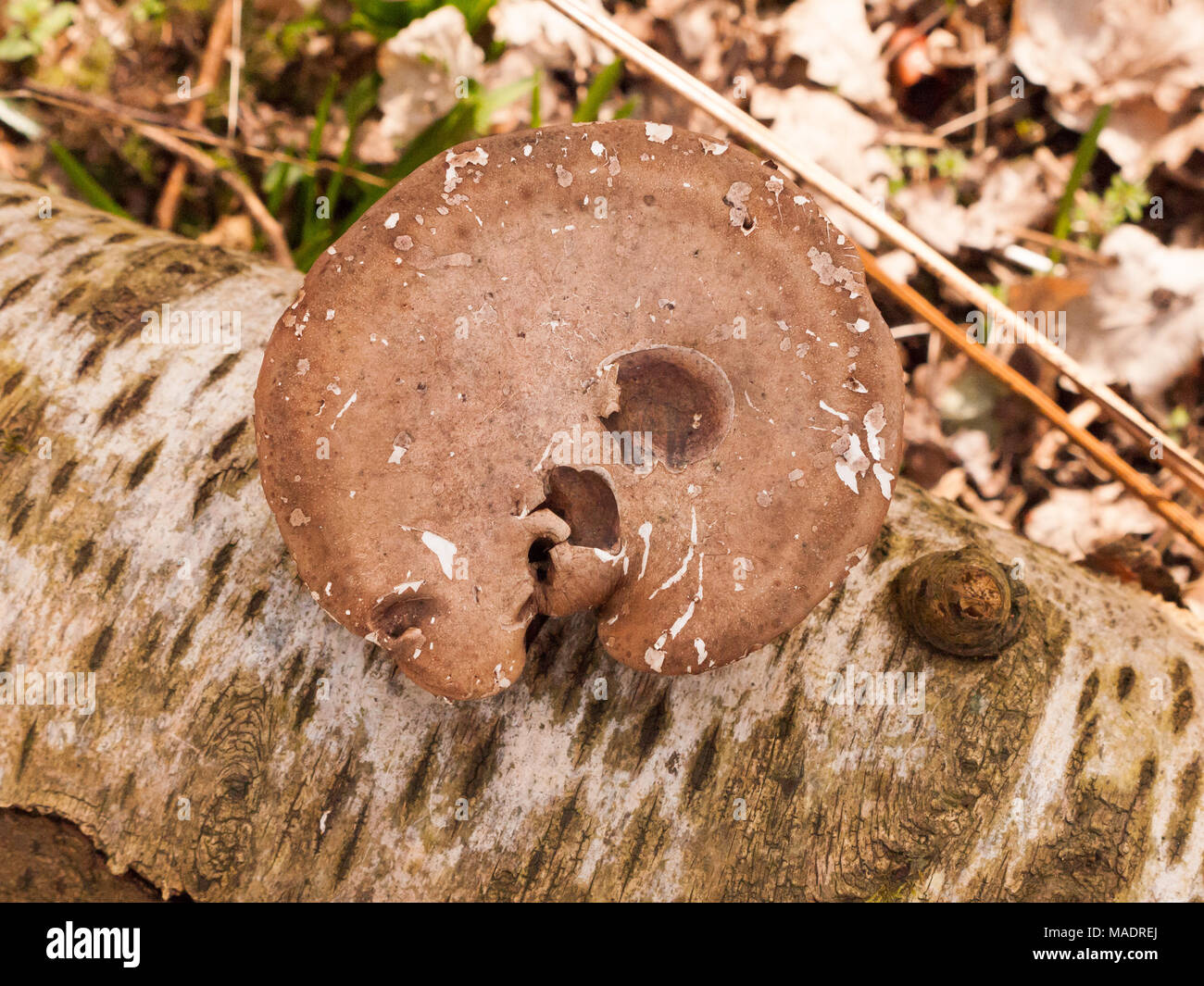 large brown tree fungus old growing bracket autumn; essex; england; uk ...