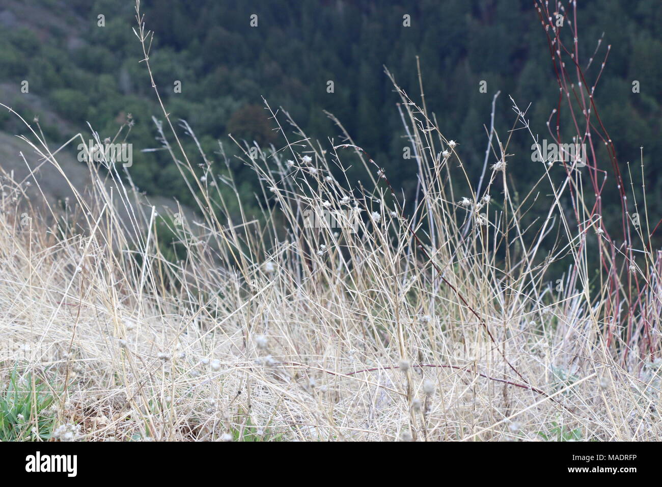 Grass tinder hi-res stock photography and images - Alamy