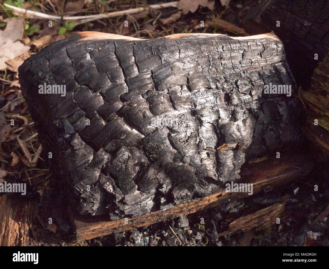 close up black texture of burnt charred tree stump forest charcoal ...