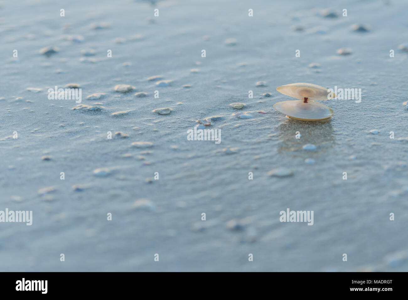Empty Shell on Beach with copy space to left Stock Photo - Alamy