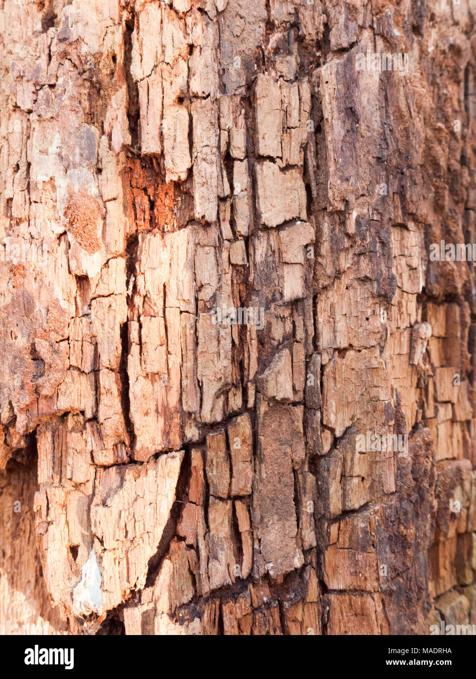 close up grooved cut split cracked texture on tree trunk bark macro ...