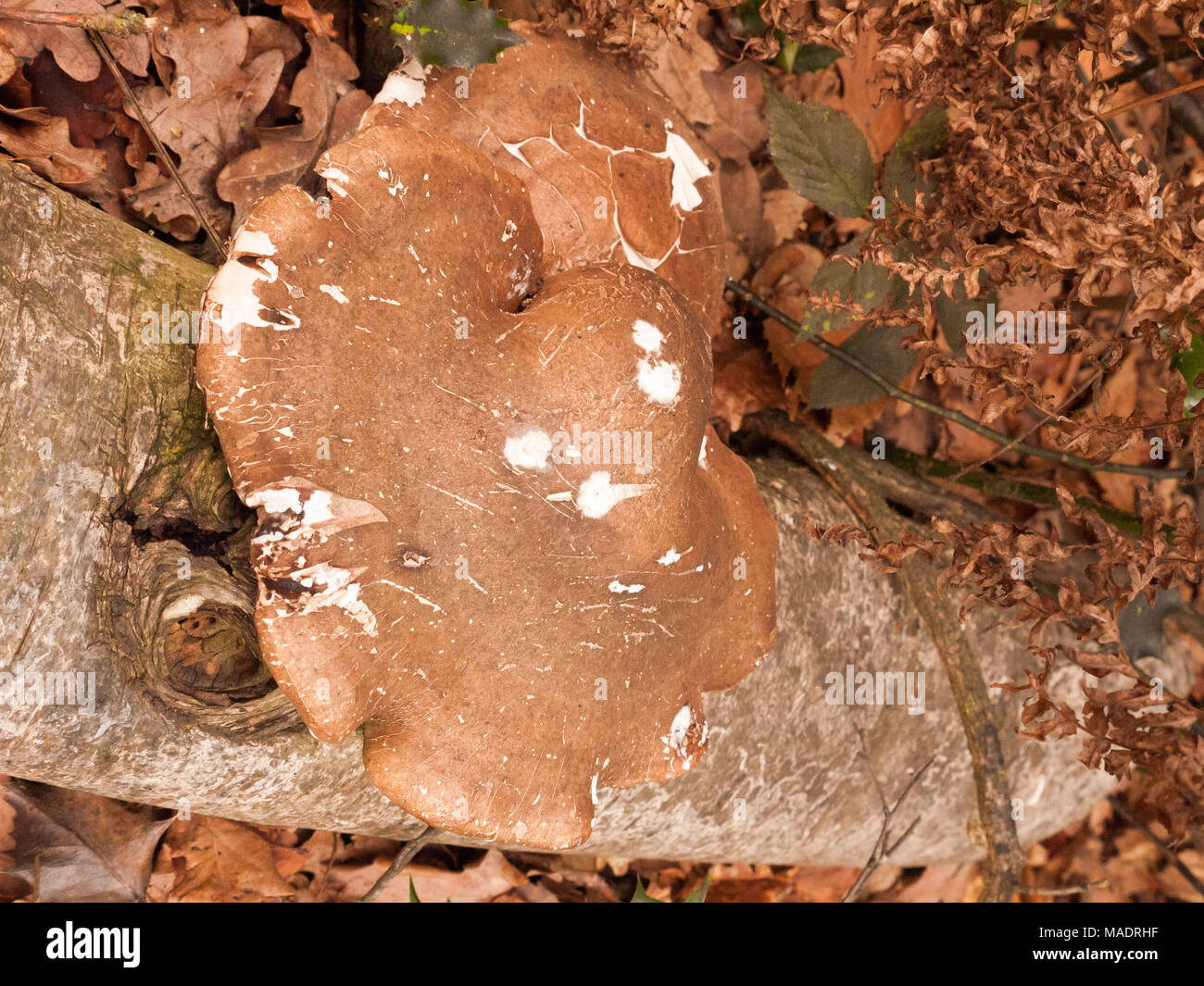 White Bracket Shelf Fungus Fungi High Resolution Stock Photography and ...