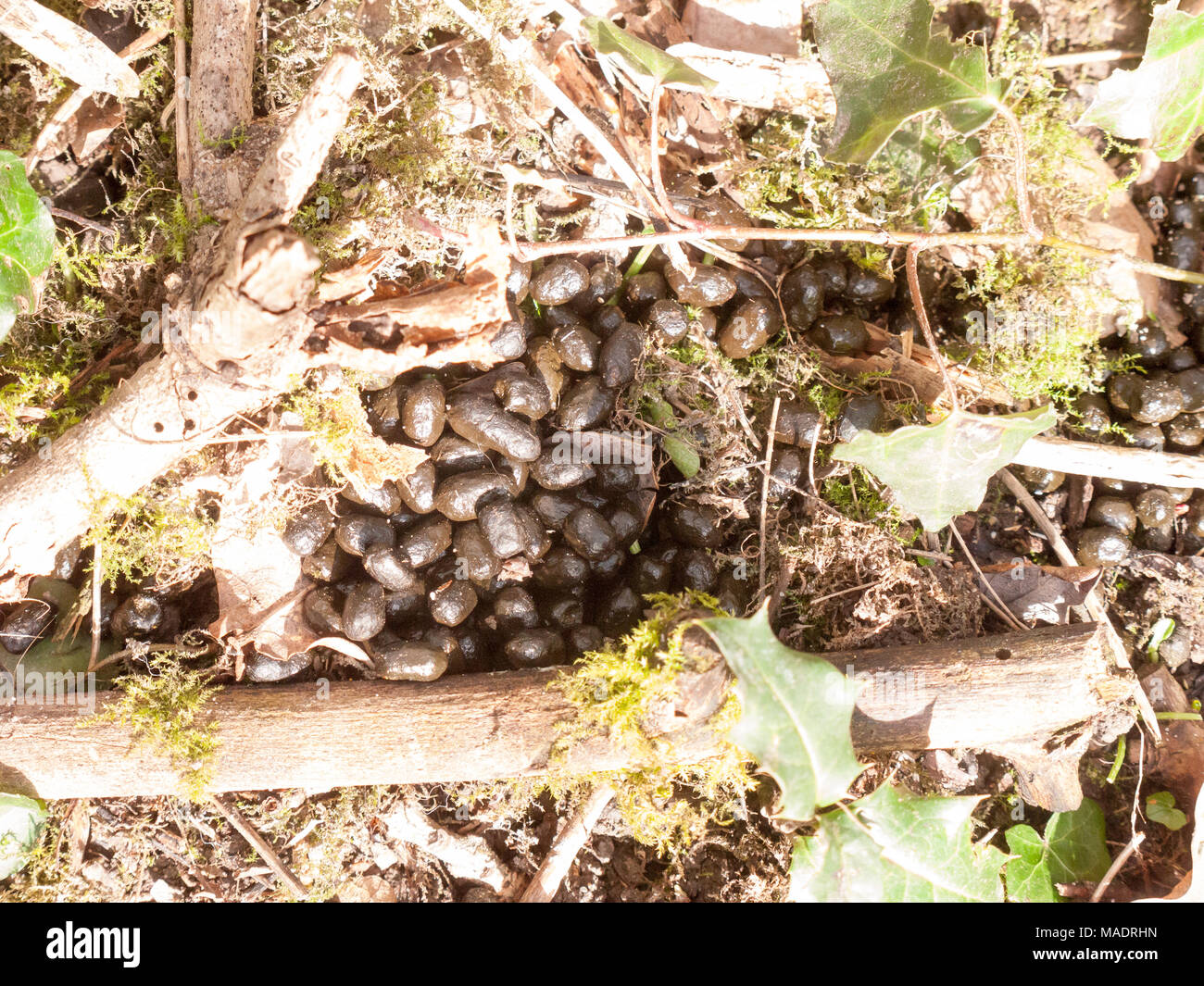 small pellets of animal poo foul mess dirt ground; essex; england; uk ...