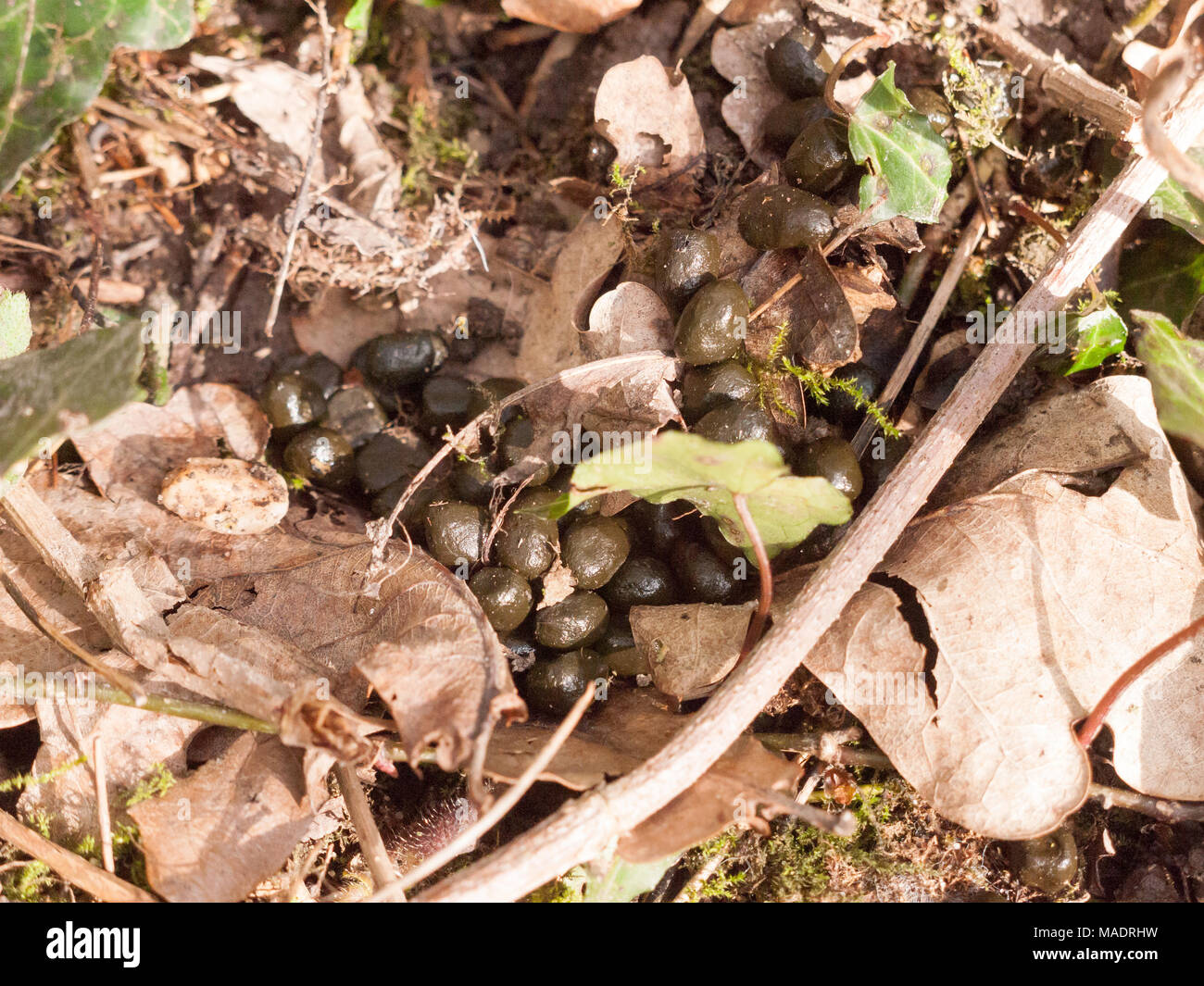 small pellets of animal poo foul mess dirt ground; essex; england; uk ...