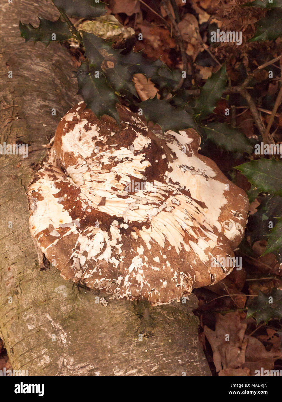 Large White And Brown Bracket Fungus Fungi Growing On Dead Tree Stump Autumn Essex England Uk