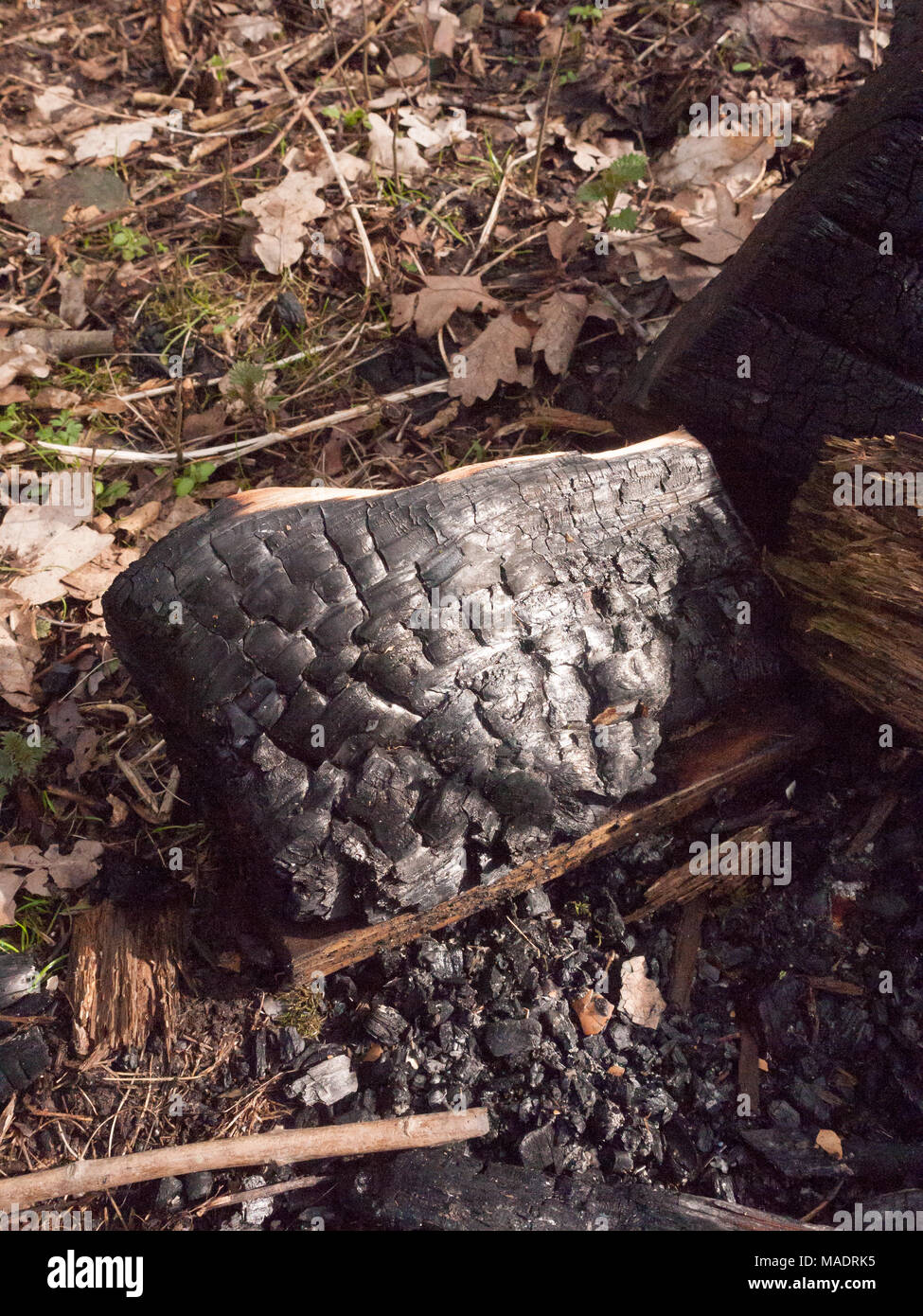 close up black texture of burnt charred tree stump forest charcoal ...