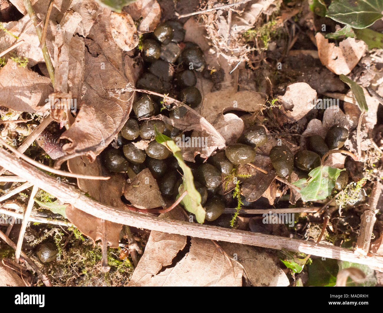 small pellets of animal poo foul mess dirt ground; essex; england; uk ...