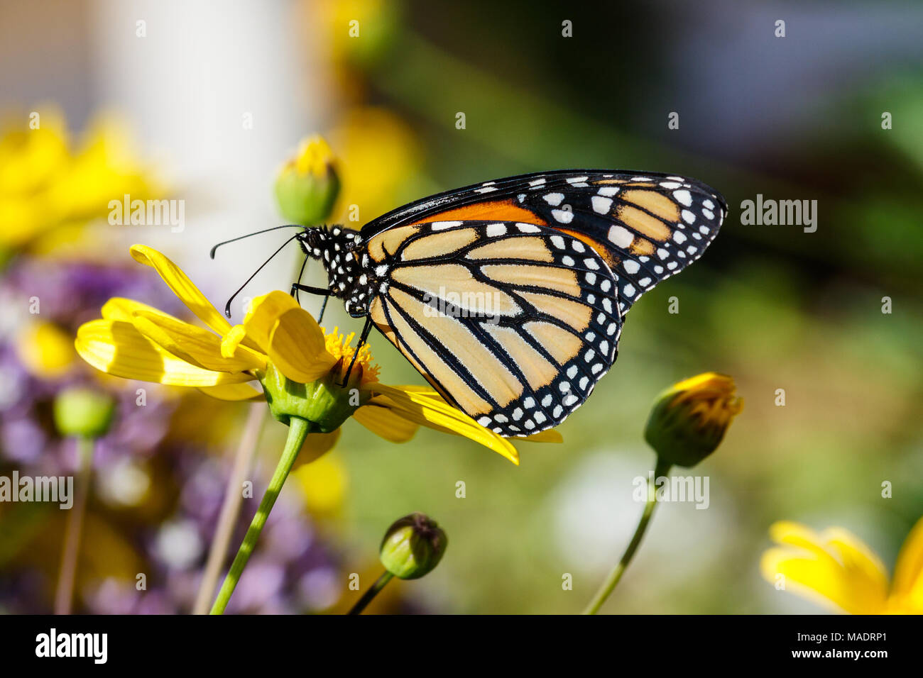 Monarch butterfly feeds on a bright yellow flower in Arizona's Sonoran ...