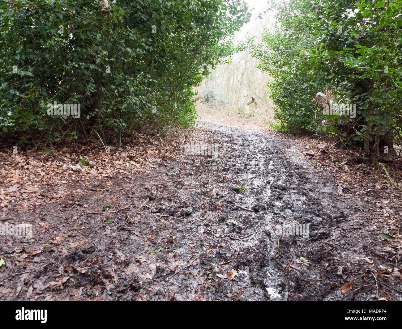 muddy pathway through forest hedgerow light ahead no people walkway ...