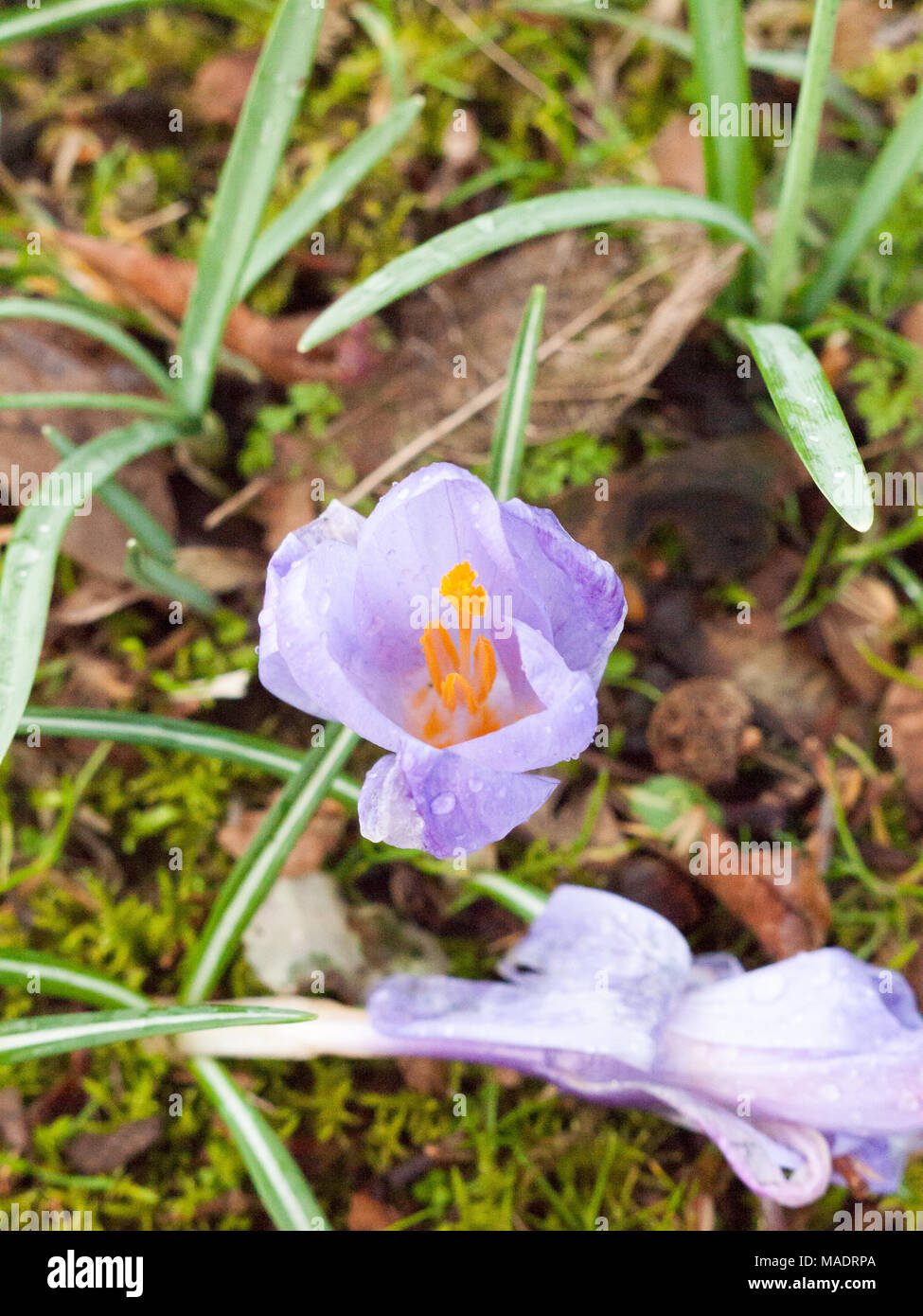 purple and orange crocus flower on single petals top view spring; essex ...