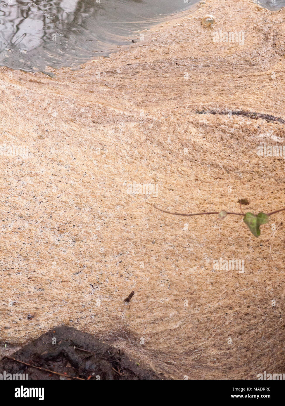 scum brown foam on top of water surface background texture algae; essex ...