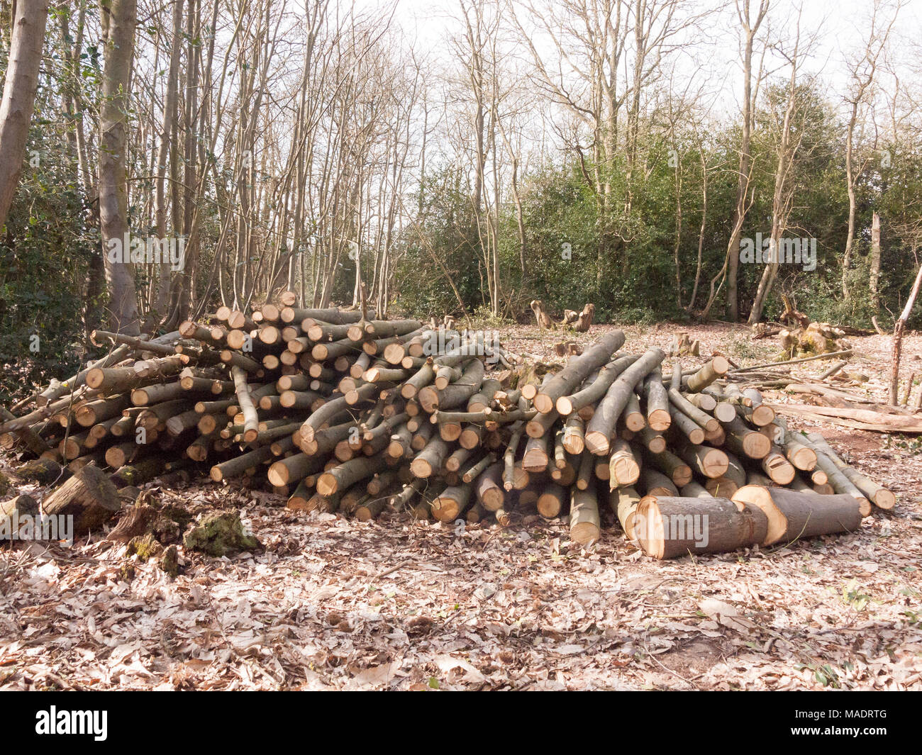 pile of branches wooden stump tree trunks cut down forest wood woodland ...