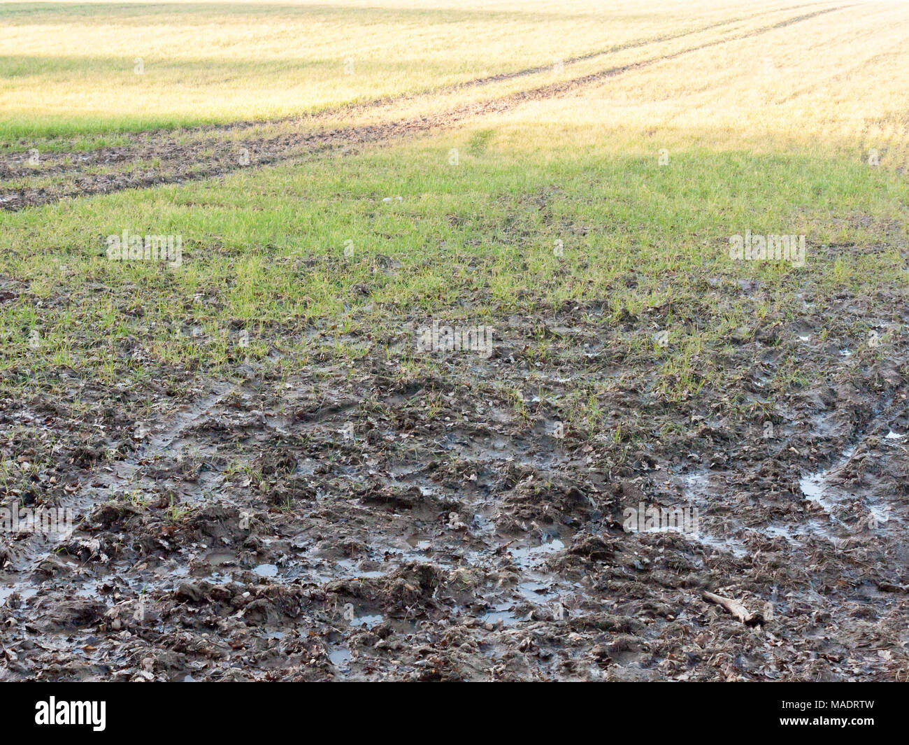 close up of muddy wet woodland farm field early spring nature texture ...