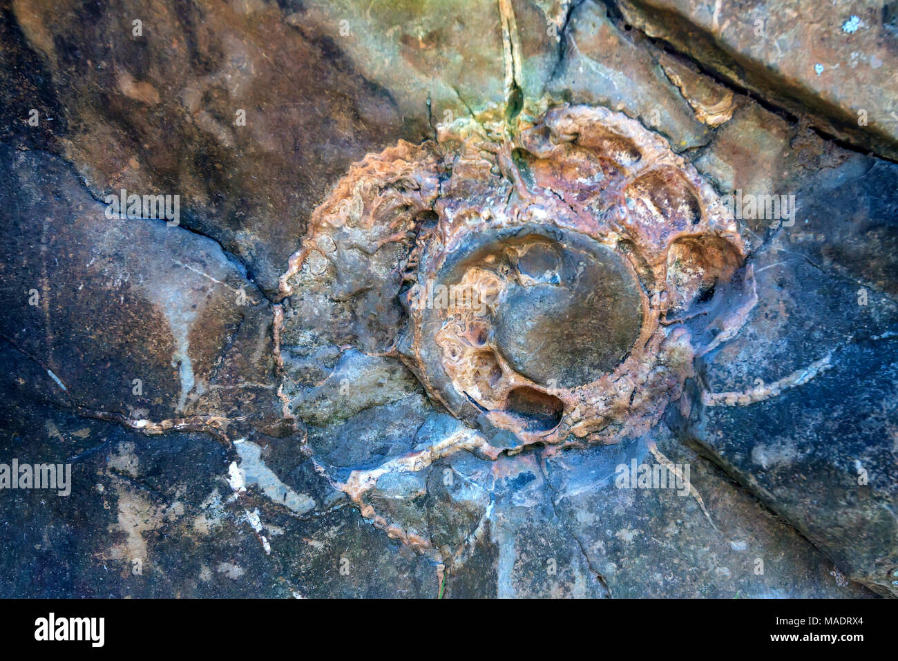 Ammonit fossil hi-res stock photography and images - Alamy