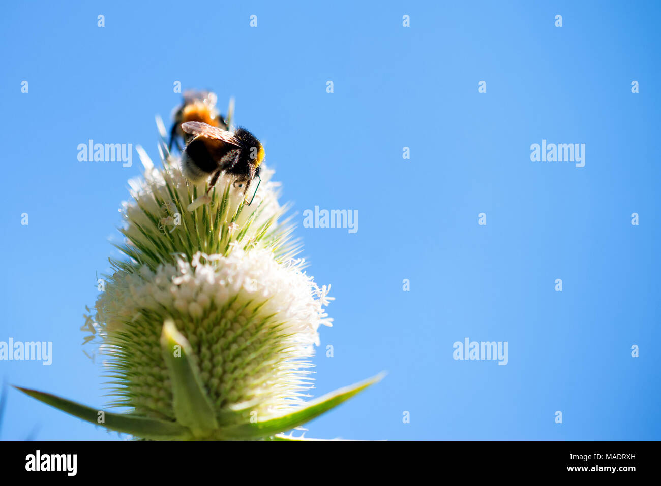 Bumblebee on apple blossom hi-res stock photography and images - Alamy