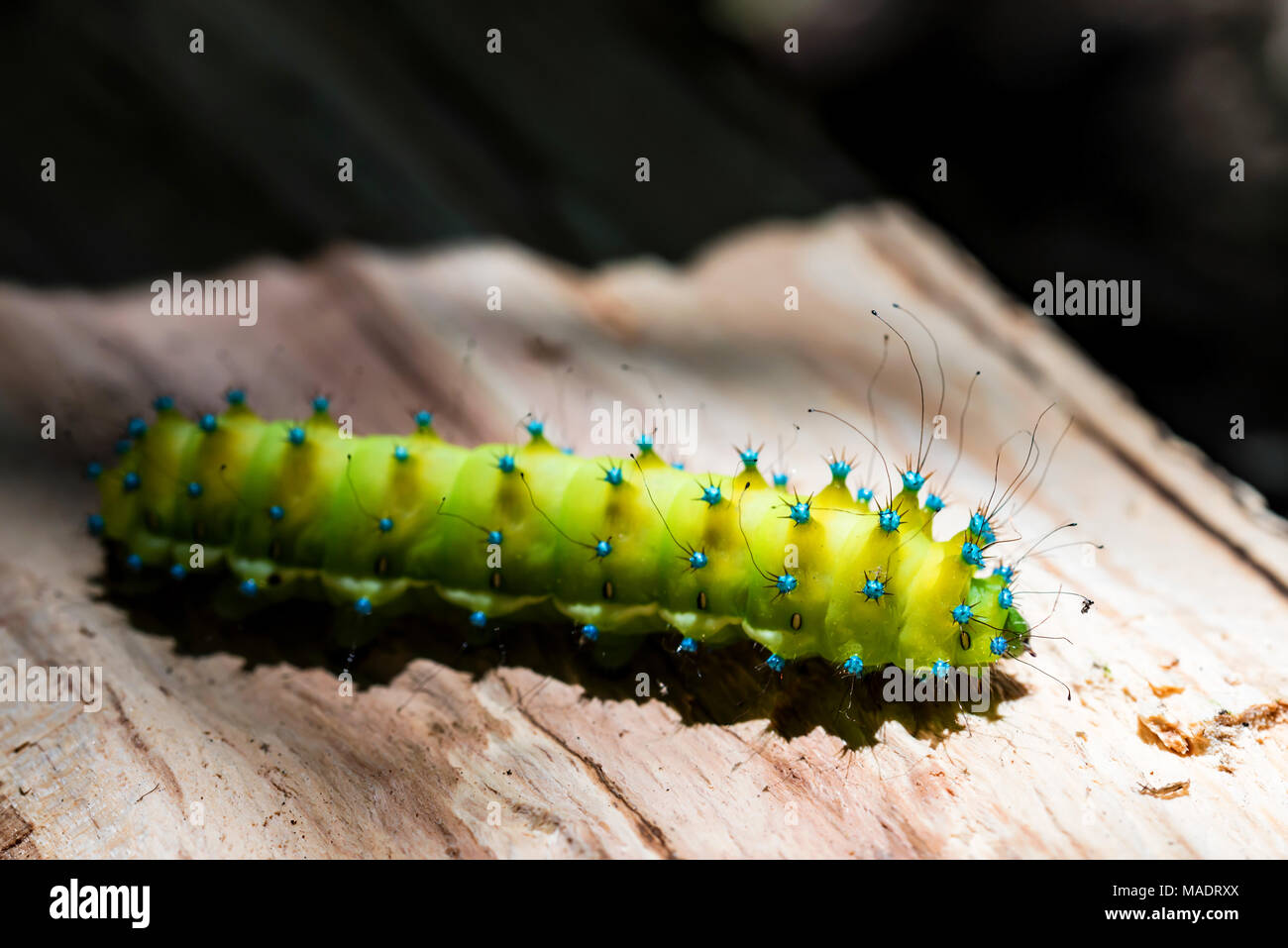 Green caterpillar close-up Stock Photo - Alamy