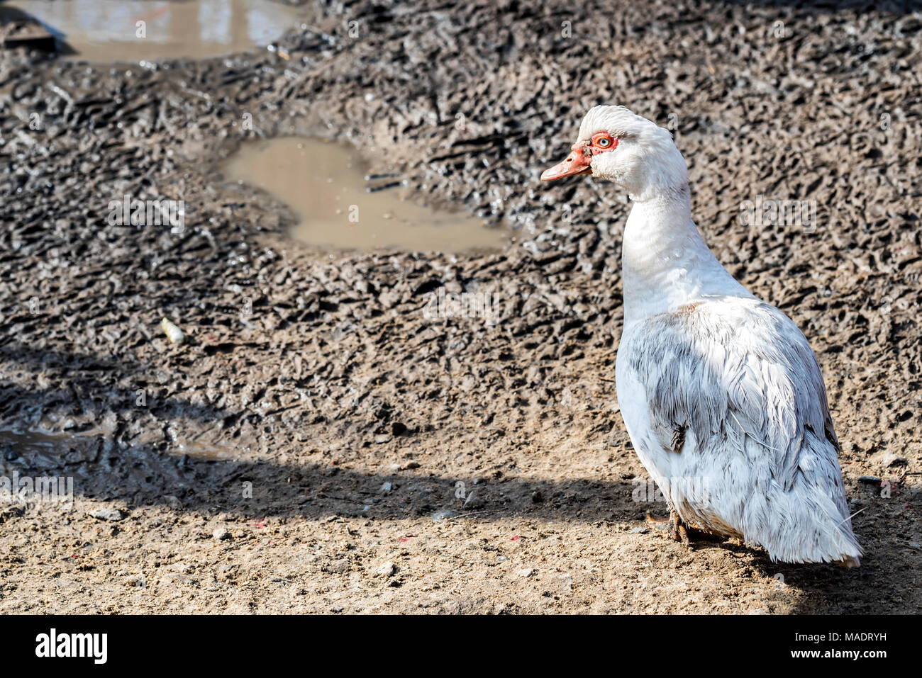 Muscovy duck or Cairina moschata at farmyard Stock Photo - Alamy