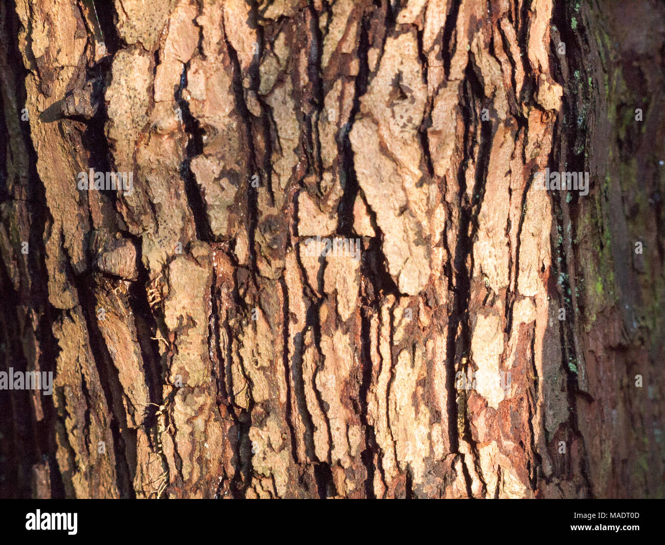 close up texture of tree bark cracked down grooves macro detail; essex ...