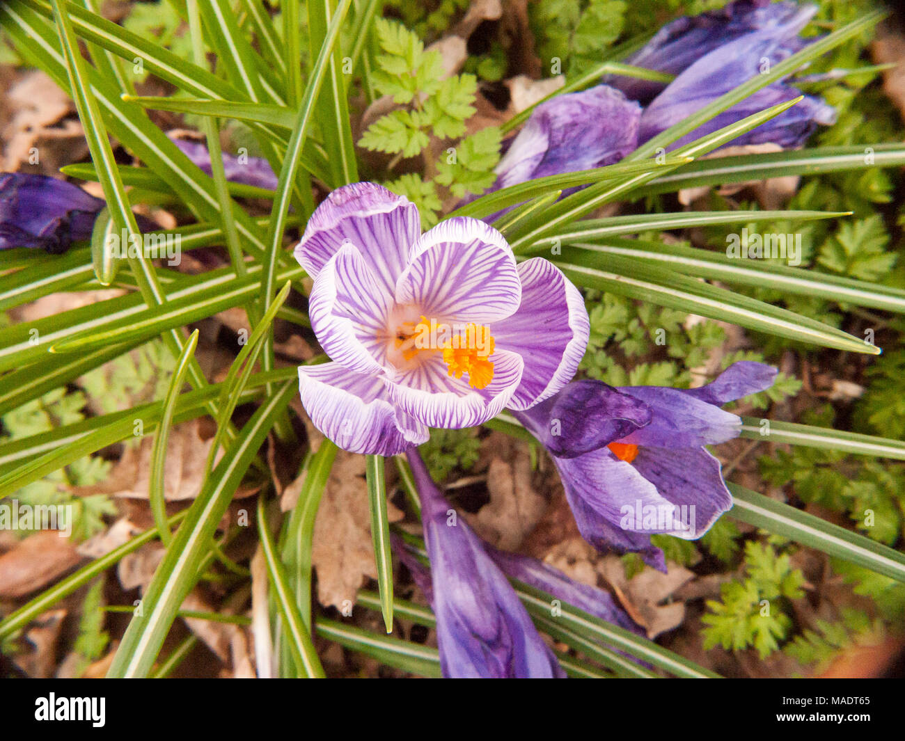 purple and orange crocus flower on floor ; essex; england; uk Stock ...