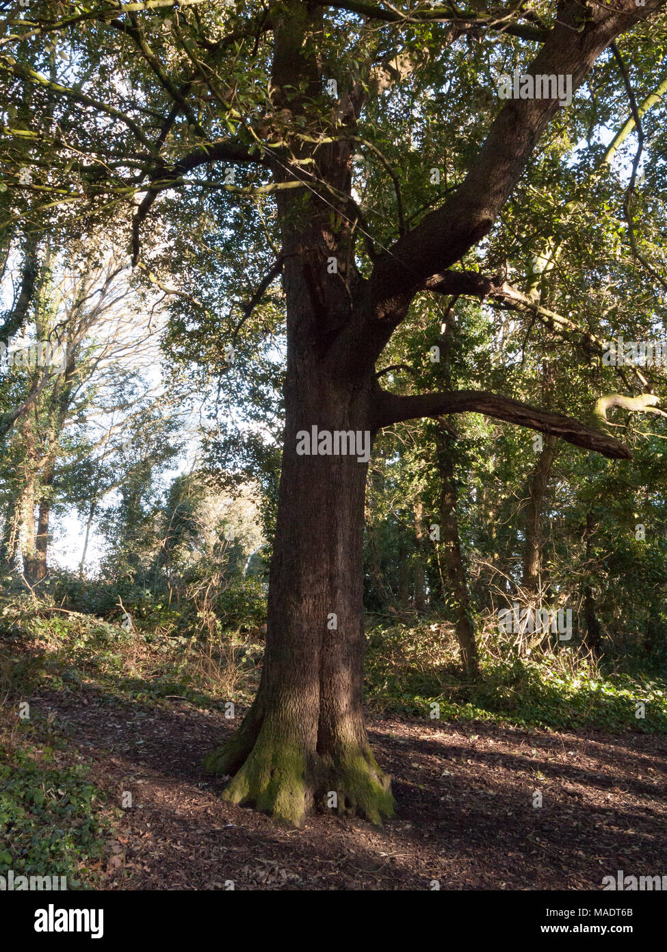tree inside uk forest woodland sunshine day nature landscape; essex ...