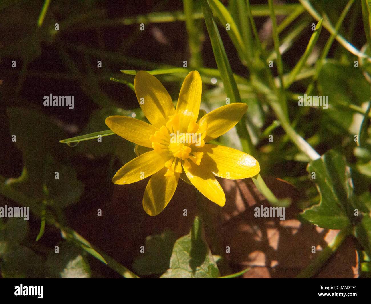 close up of yellow growing spring pretty flower floor green grass ...