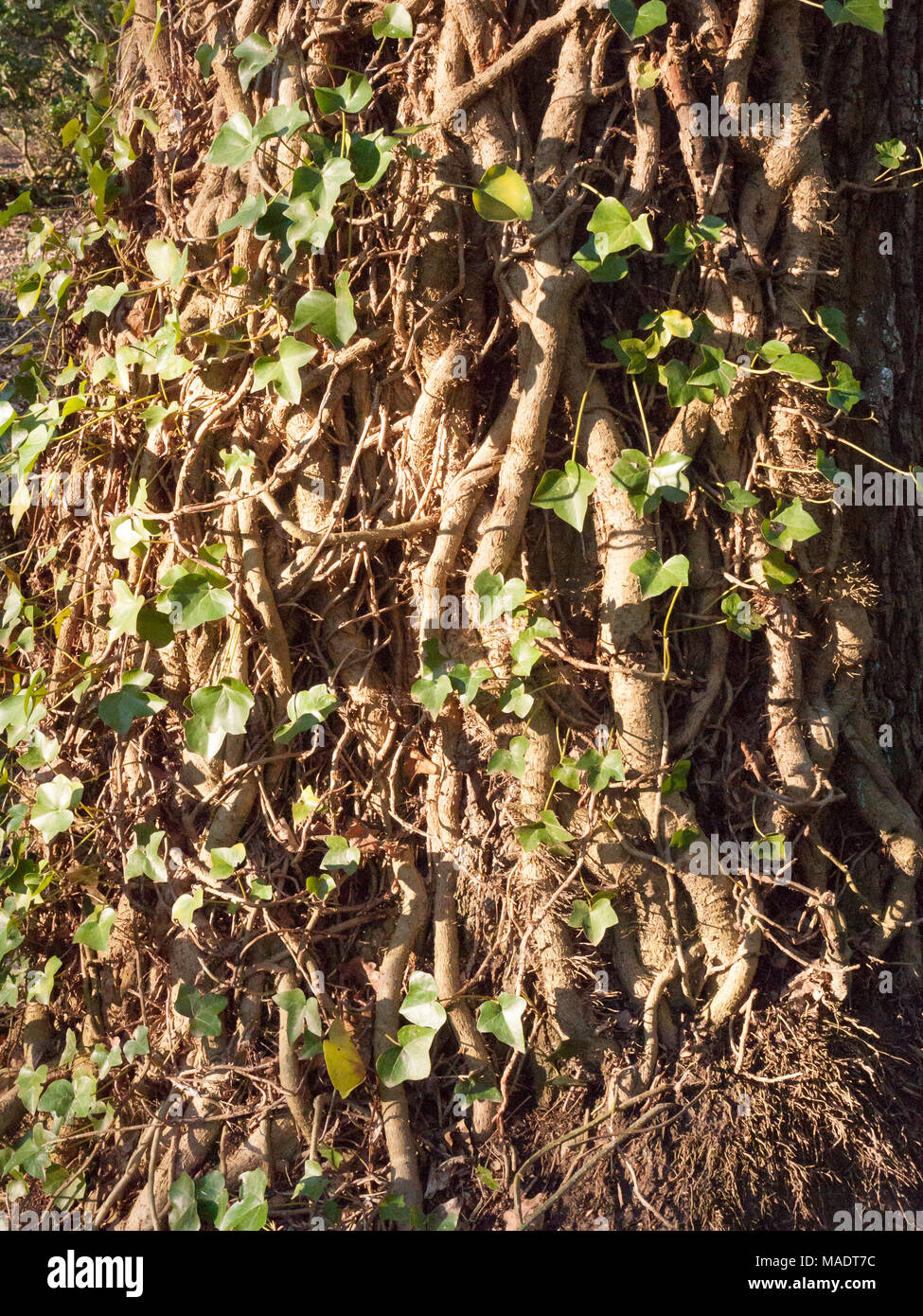 Interlaced vines hi-res stock photography and images - Alamy
