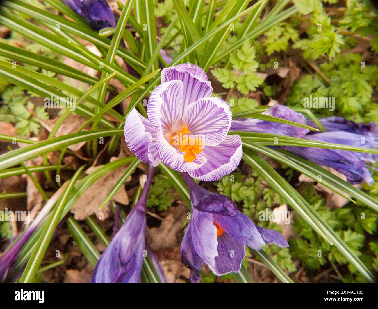 purple and orange crocus flower on floor ; essex; england; uk Stock ...