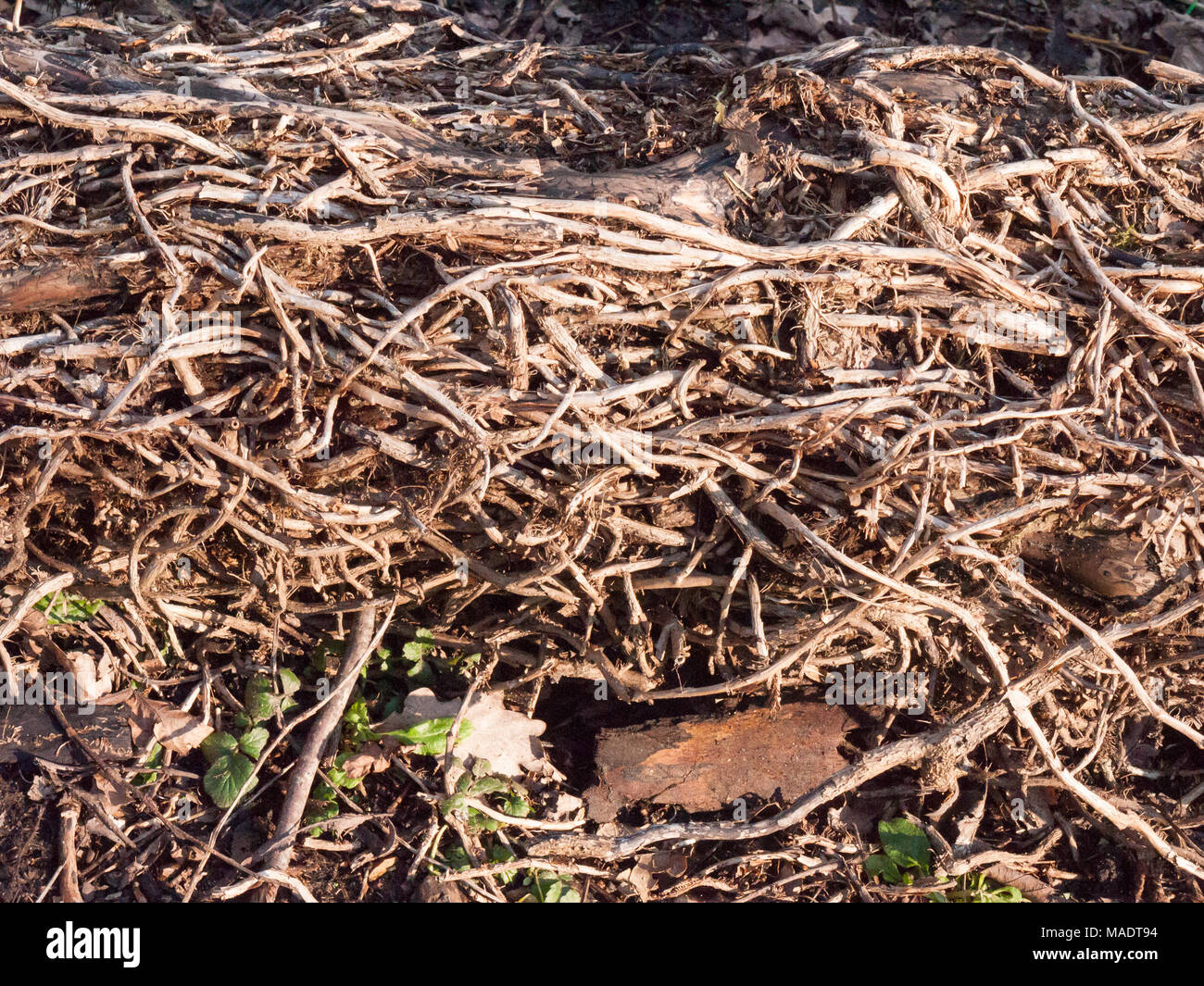close up tangled up vines on tree fallen forest floor dead; essex ...