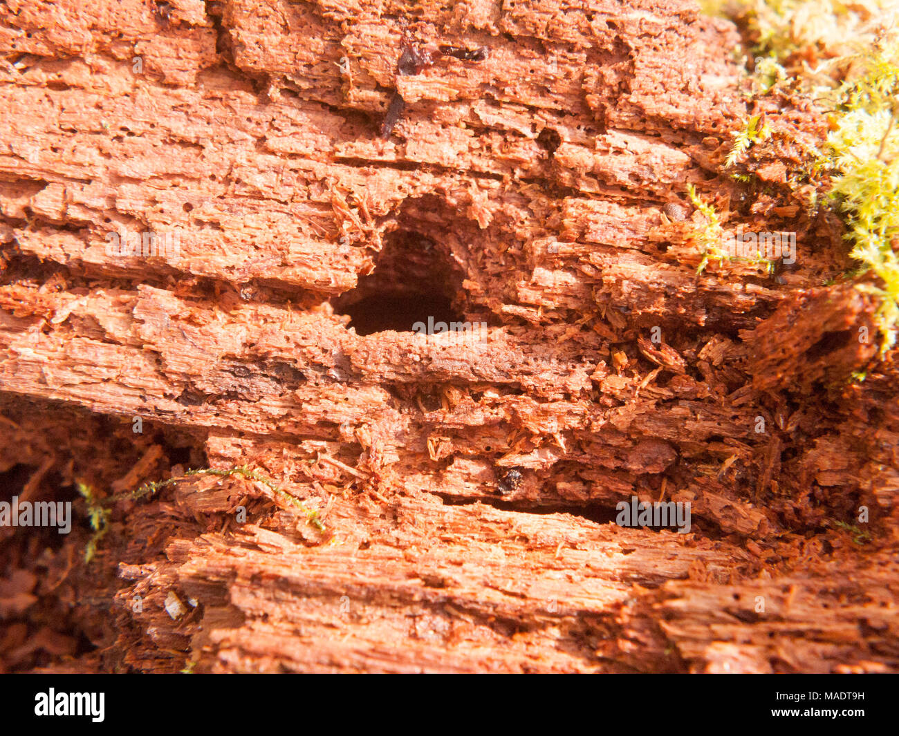 close up of soft brown old rotten cracked wood tree fallen macro; essex ...