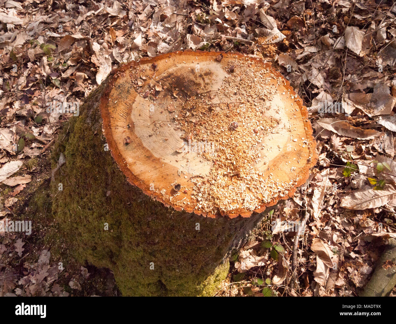 Newly cut tree stump hi-res stock photography and images - Alamy