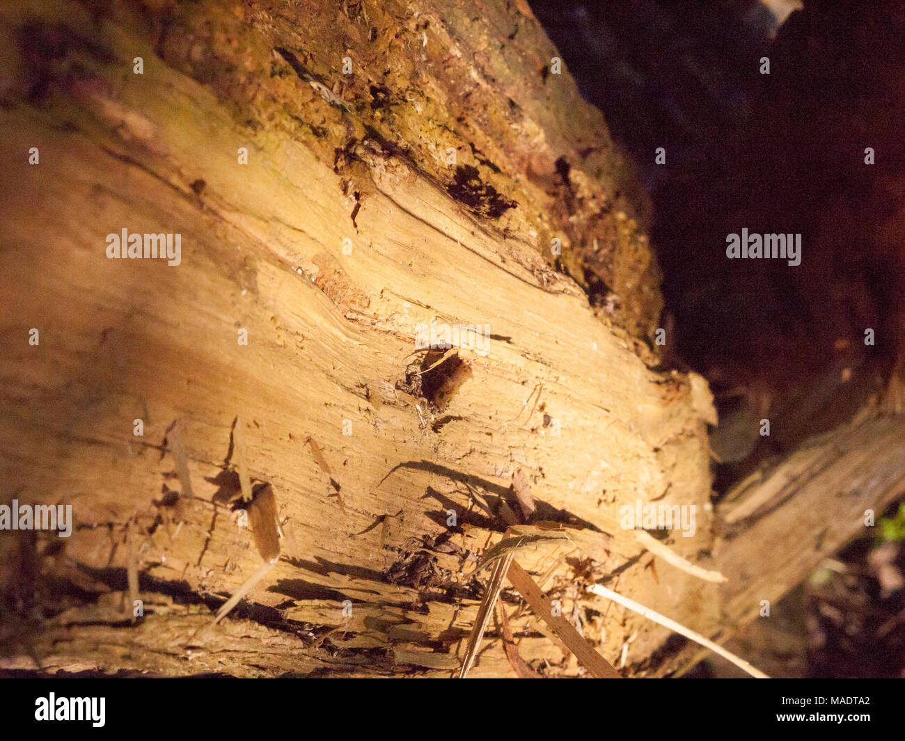 Tree Splinters Stock Photos & Tree Splinters Stock Images - Alamy